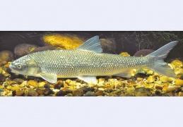 Natur- & heimatk. Infotafeln / Infotafeln Chieming ` | Fotoalbum ...